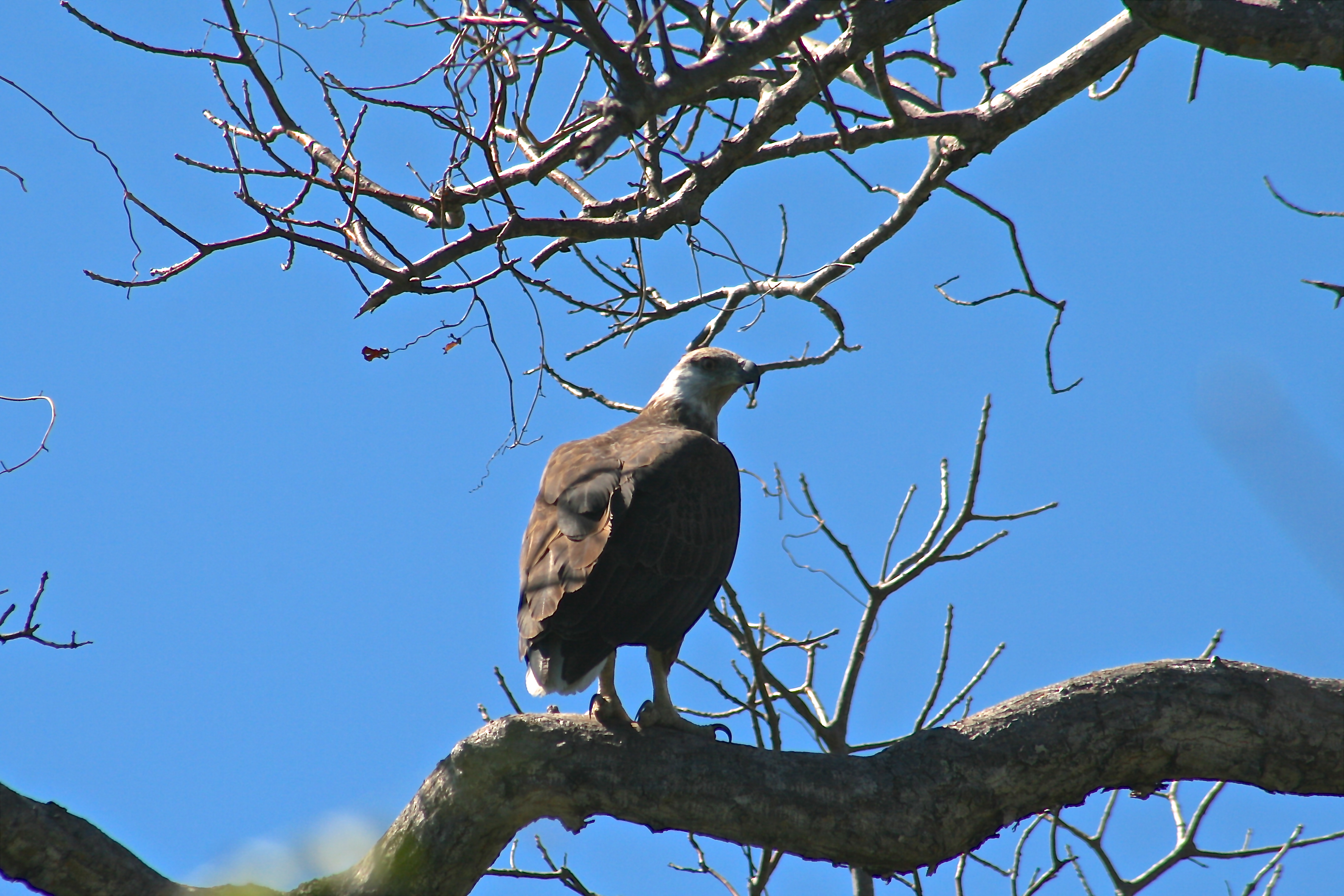 Madagascar fish eagle at Anjajajvy | Terra Incognita Ecotours